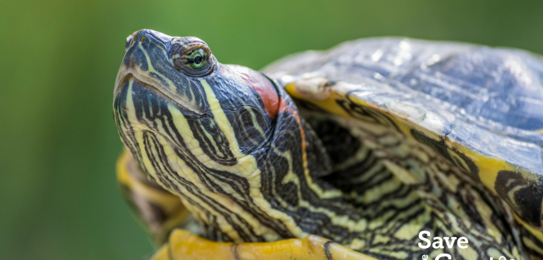 Turtles 101: What You Need to Know